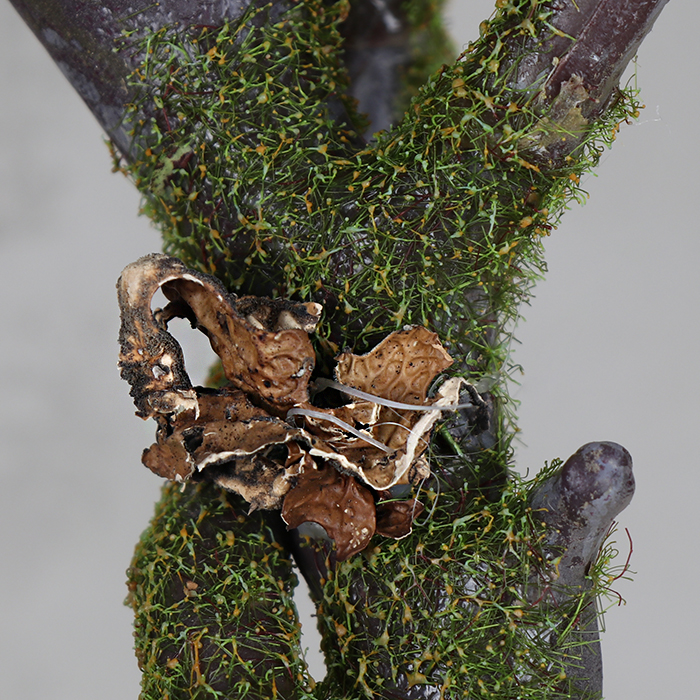 RAMA DESIERTO – Area Design